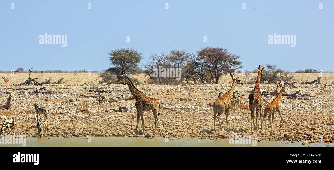 Beautiful kudu in natural hi-res stock photography and images - Alamy