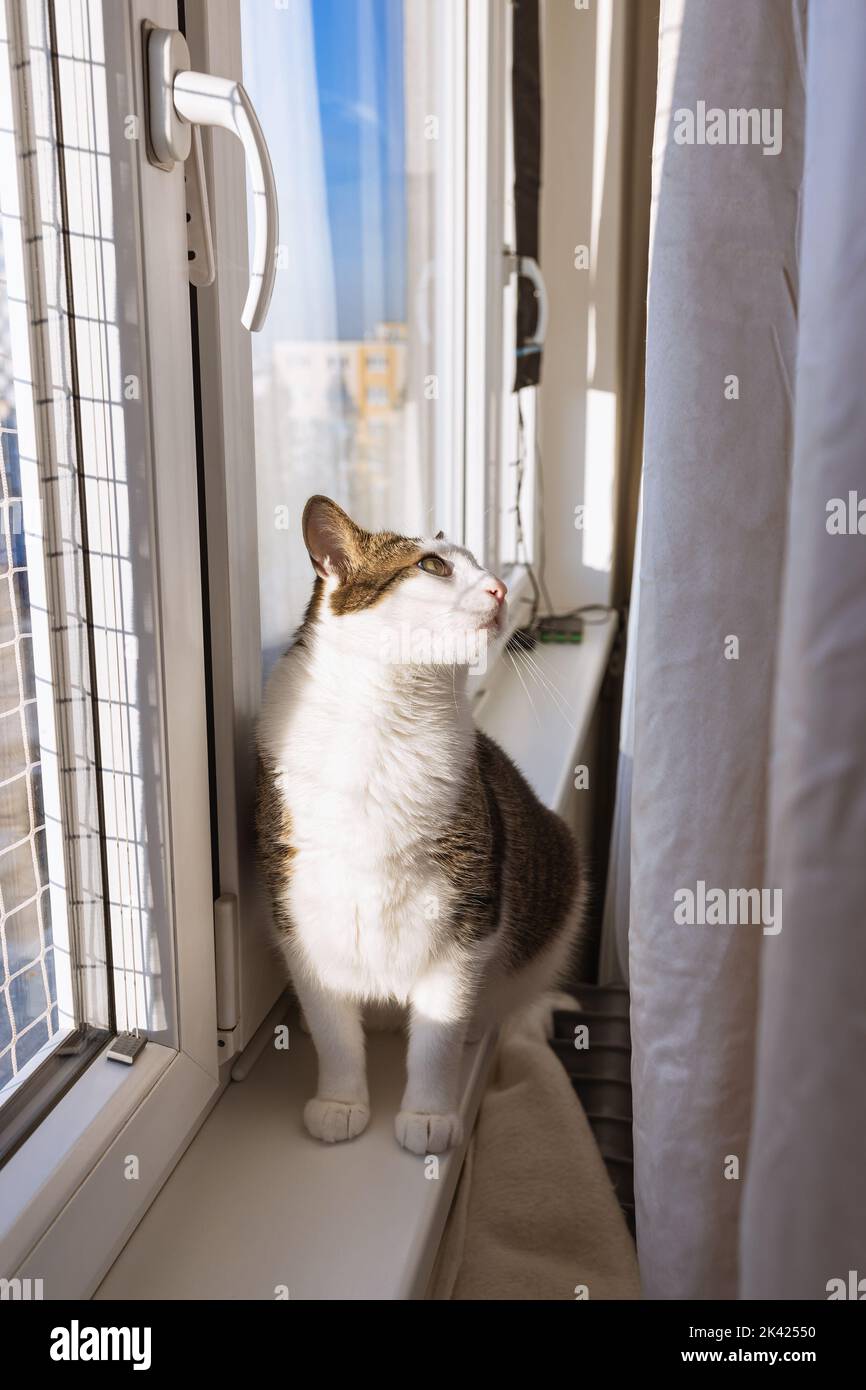 Fat cat sitting on sill behind curtain, window with safety net for cats ...