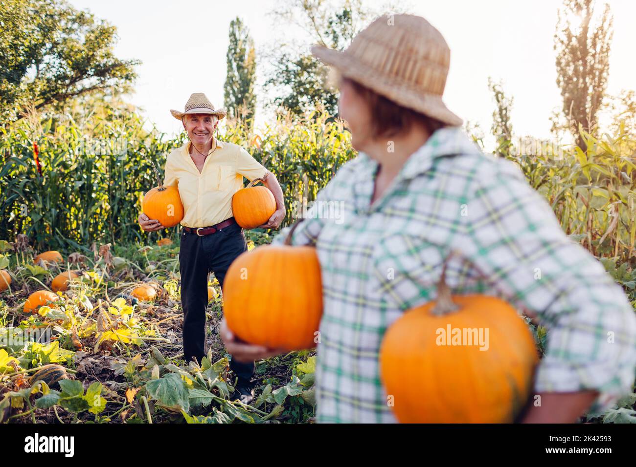 Family couple of retired farmers pick pumpkins in autumn field at ...