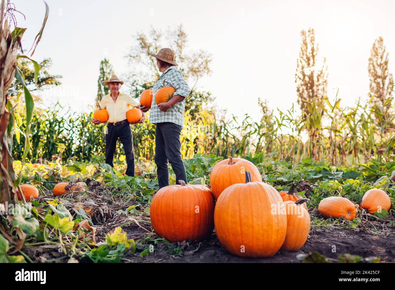 Family couple of senior farmers pick pumpkins in autumn kitchen-garden ...