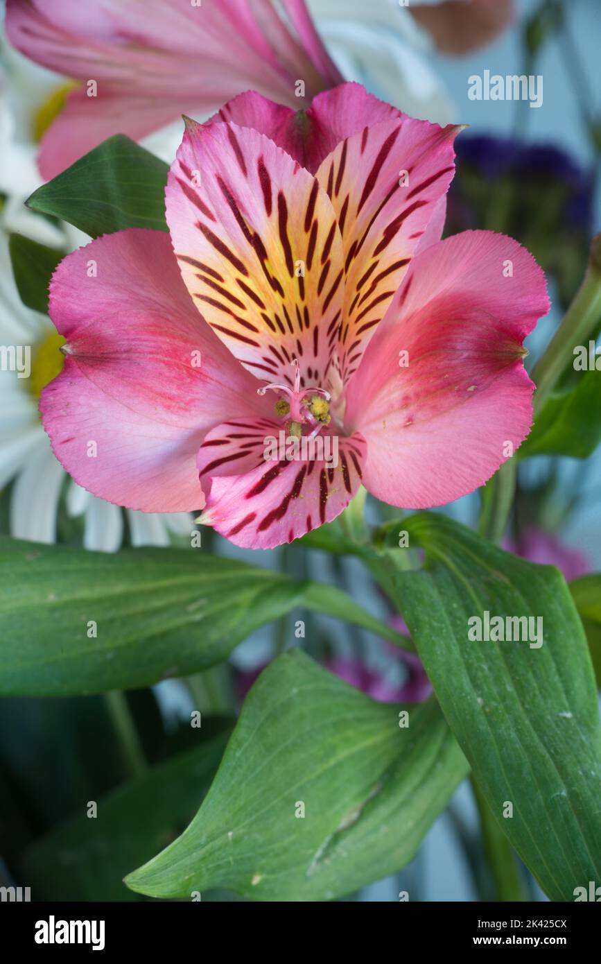 A one of lovely bunch of store bought pink Peruvian lily sitting on my ...