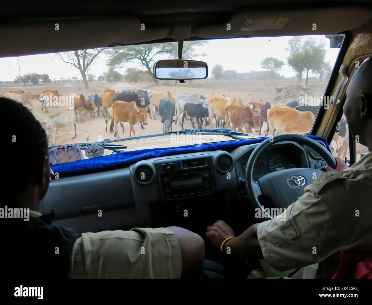 Safari Guide and Driver Waiting for Cattle Passage Stock Photo - Alamy