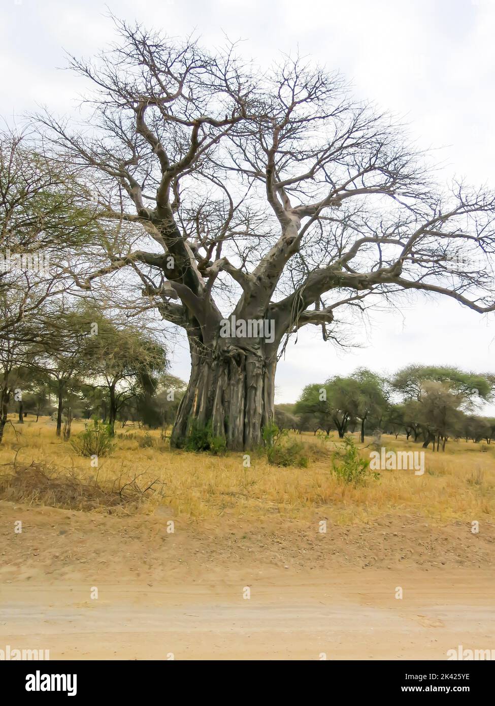 Malvacese family hi-res stock photography and images - Alamy