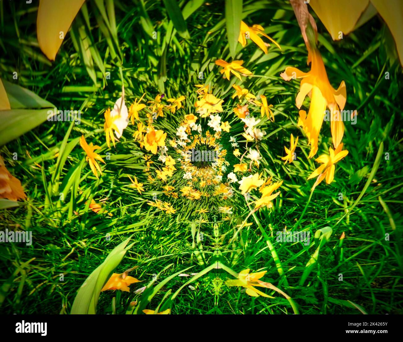 TP Spring flowers Stock Photo - Alamy