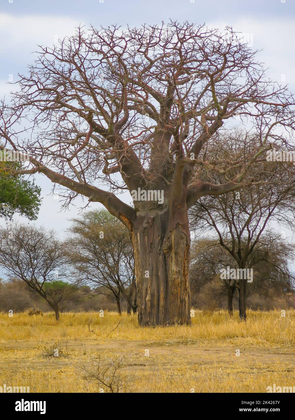 Baobab Tree in Tarangire National Park, Tanzania, East Africa Stock ...
