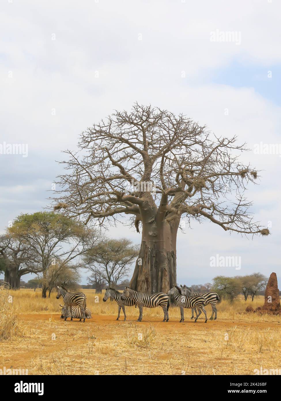 Zebras at Base of Baobab Tree, Tarangire National Park, Tanzania, East ...