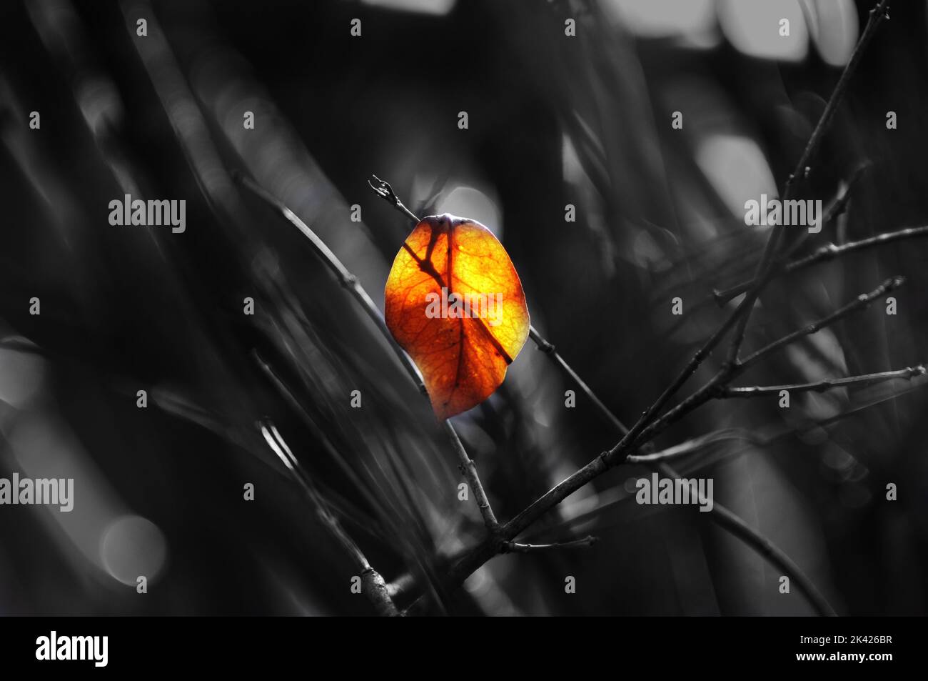 Last Orange Leaf. Winter is Coming Stock Photo - Alamy