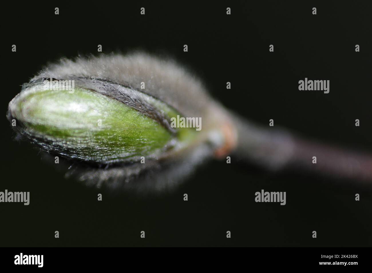 Spring Bud on the Black Background - Macro Photo Stock Photo - Alamy