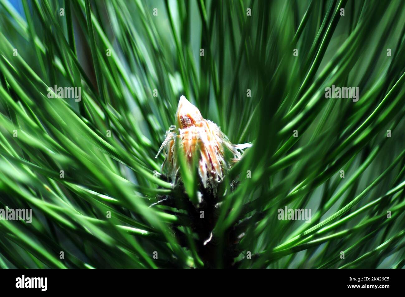 Pine Tree - Stock Image Stock Photo - Alamy