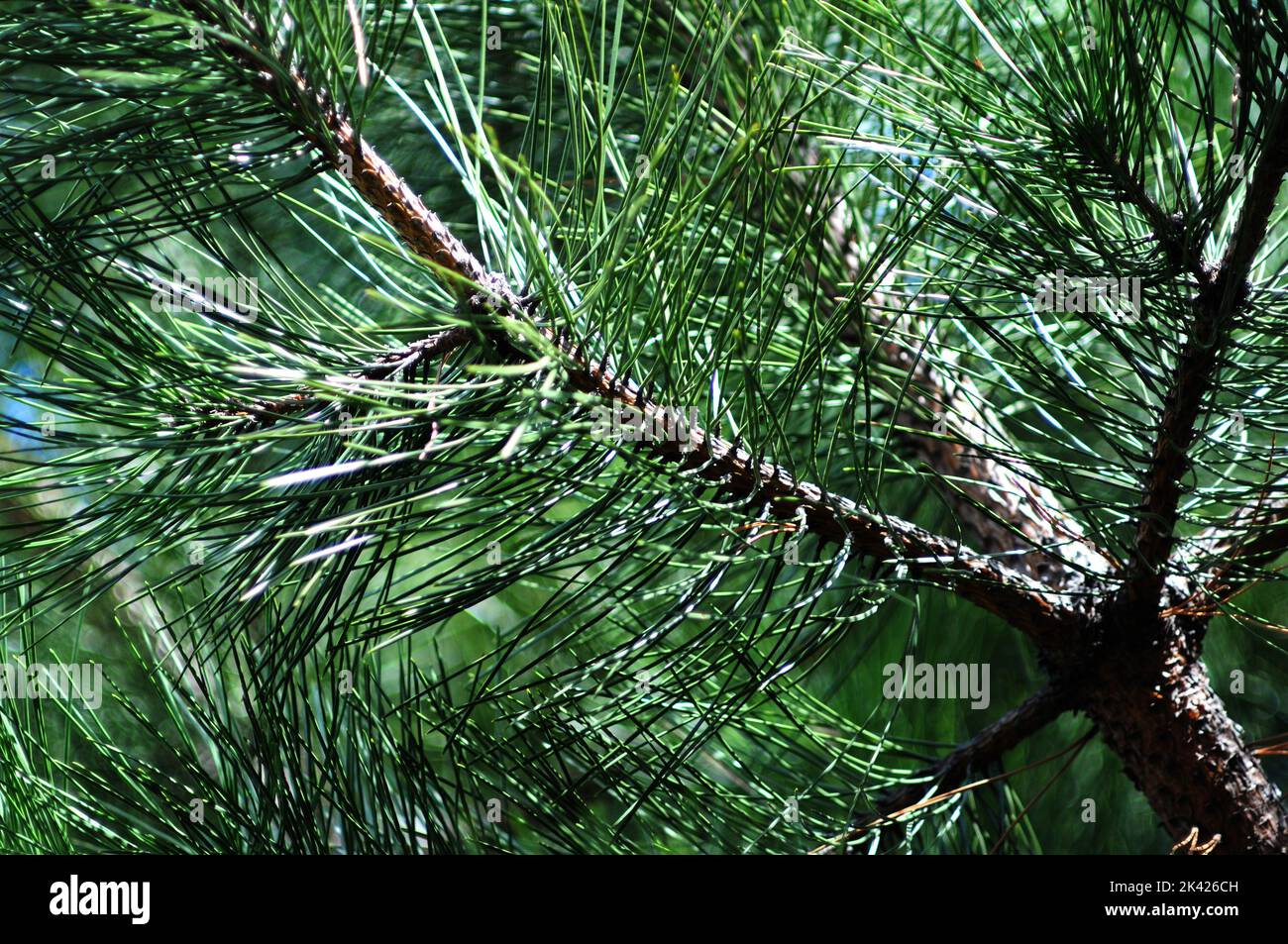 Pine Tree - Stock Image Stock Photo - Alamy