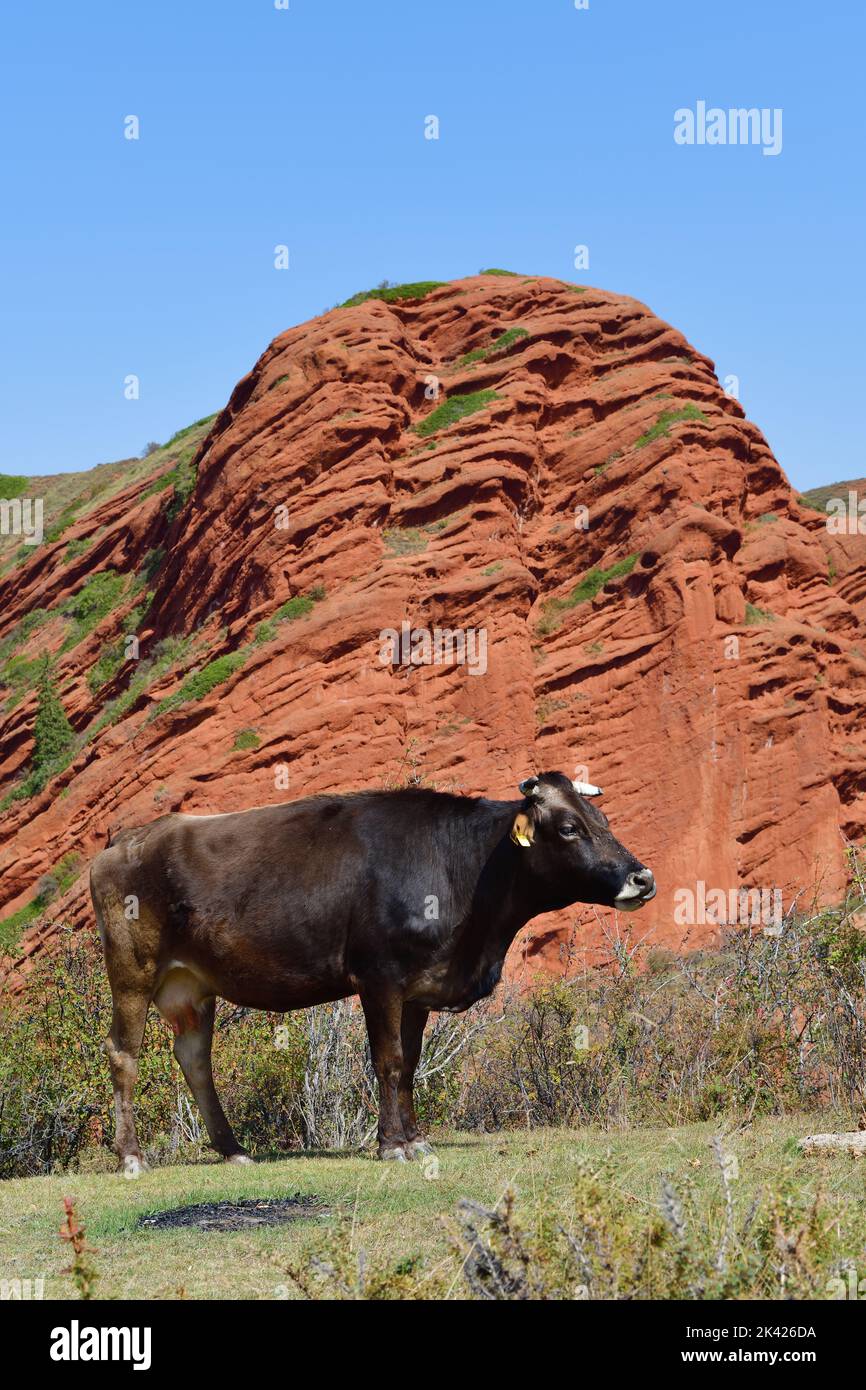 Cow against a rock formations from red sandstone in canyon Seven bulls ...