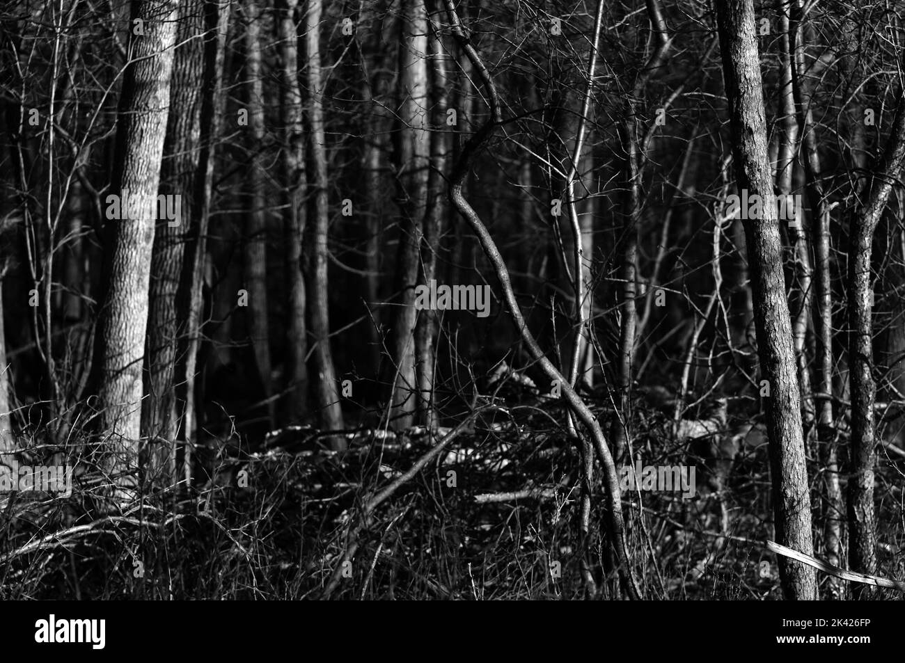 Dead Forest - Black and White Photography Stock Photo - Alamy