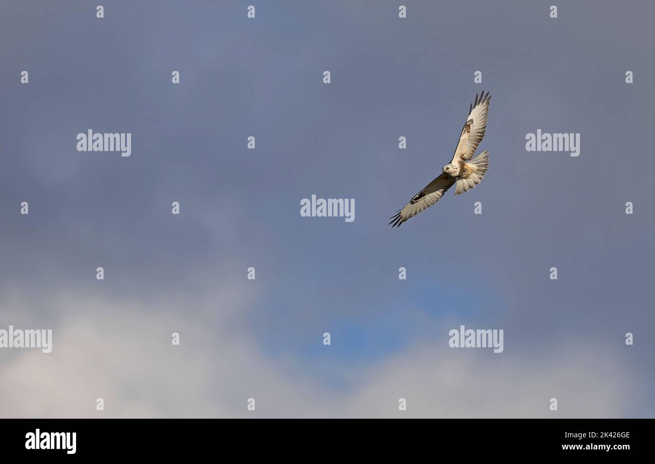 Rough-legged buzzard, flying buzzard Stock Photo - Alamy