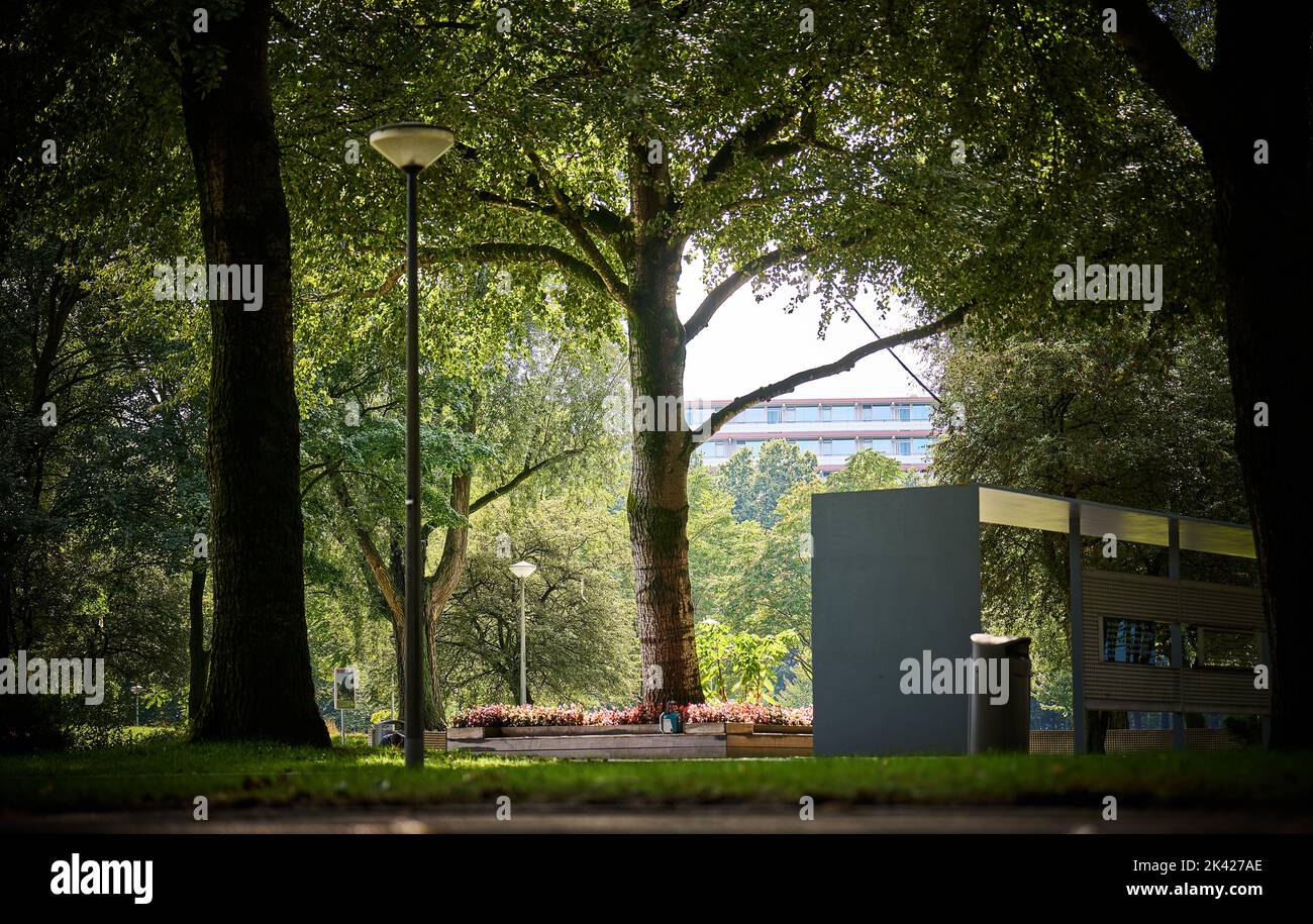 2022-09-29 13:29:09 AMSTERDAM - The Tree That Everything Saw in the ...