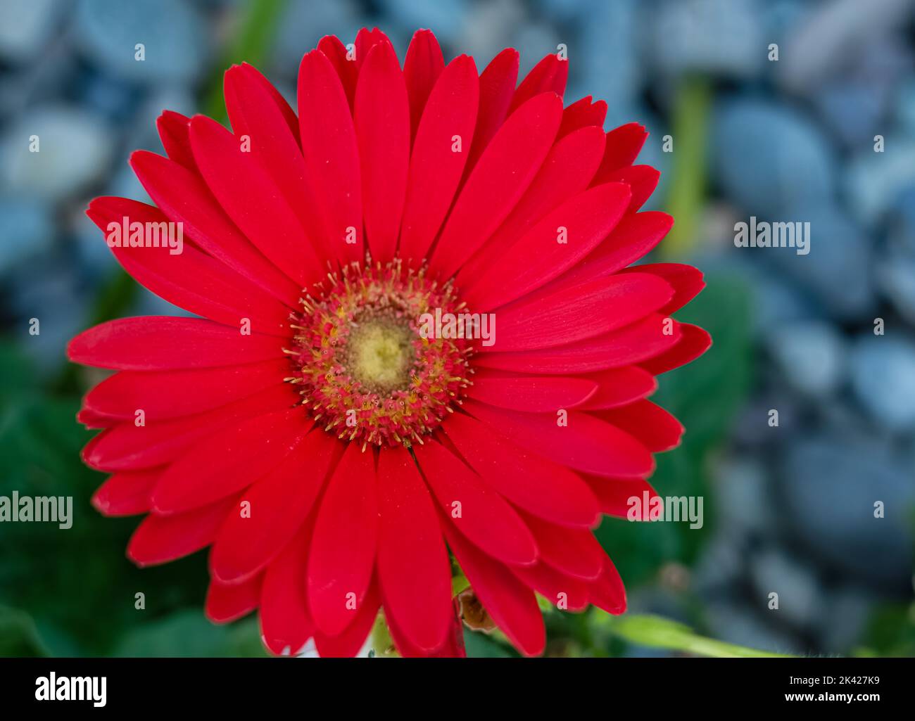 Barberton daisy hi-res stock photography and images - Alamy