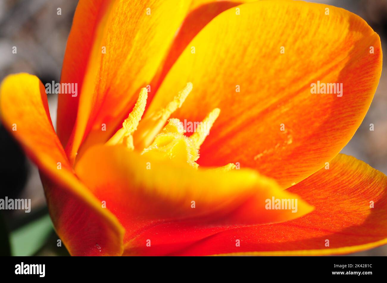 Orange Spring Flower. Spring in the Botanic Garden Stock Photo - Alamy