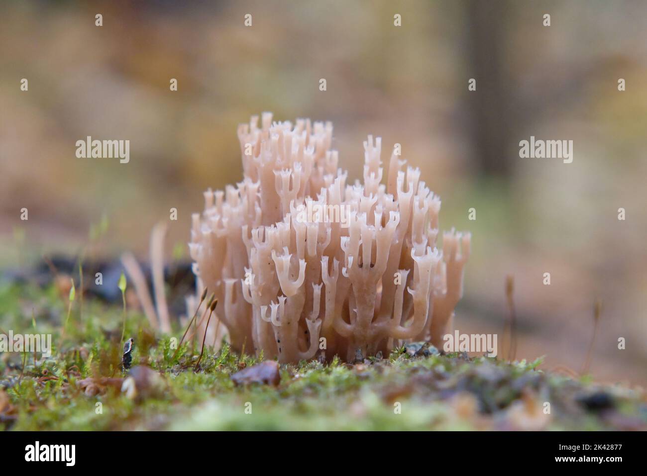 Artomyces pyxidatus wild mushroom. Crown coral or crown-tipped coral ...