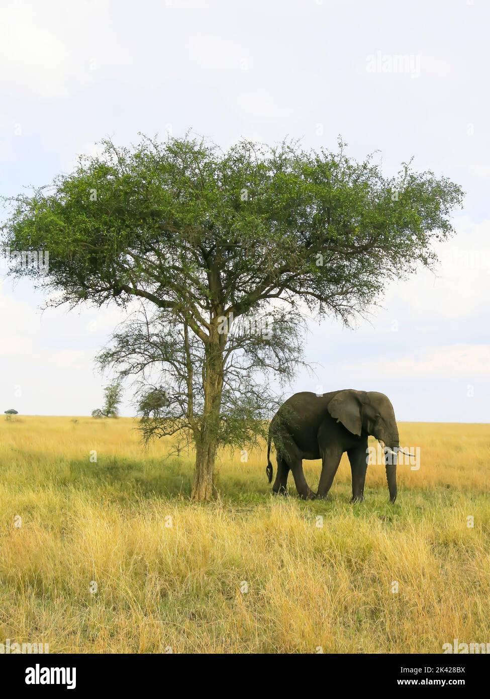 An Elephant on the Move in the Serengeti National Park Stock Photo - Alamy