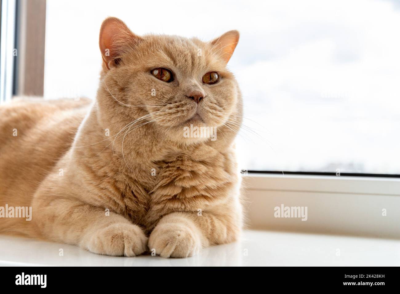 Scottish fold red cat lies on the windowsill Stock Photo - Alamy