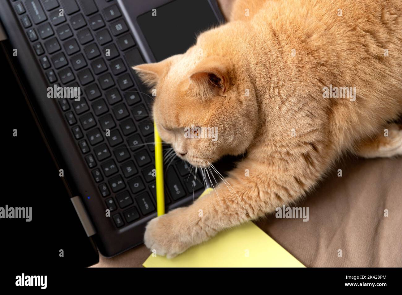Scottish fold red cat lies on the sofa with laptop and notepad Stock ...