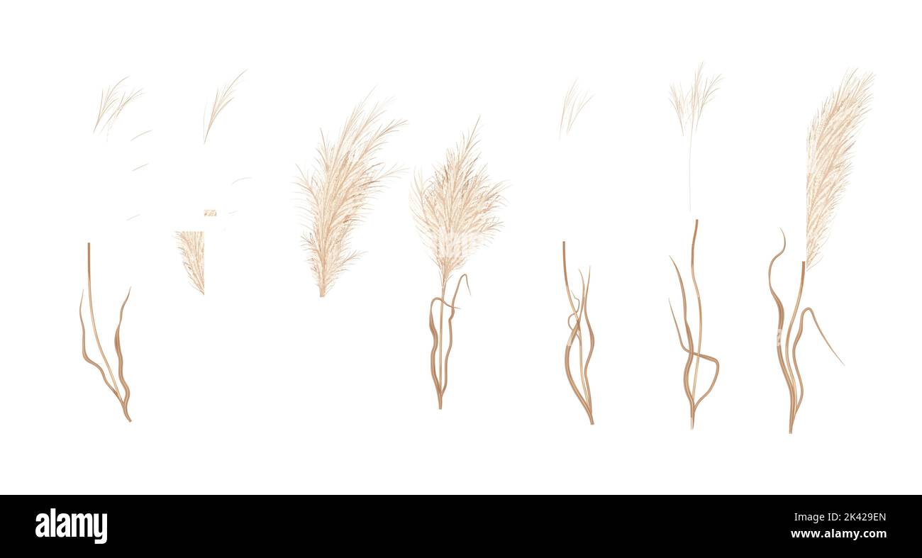 Pampas plume Stock Vector Images - Alamy