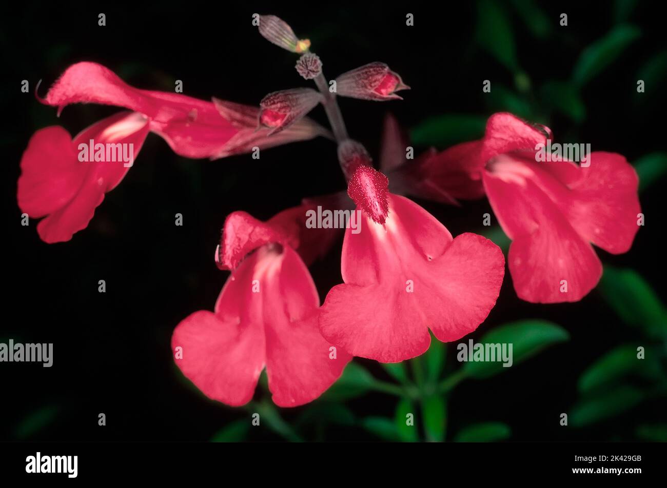 Salvia ×jamensis cv. James Compton; Lamiaceae; ornamental sage ...