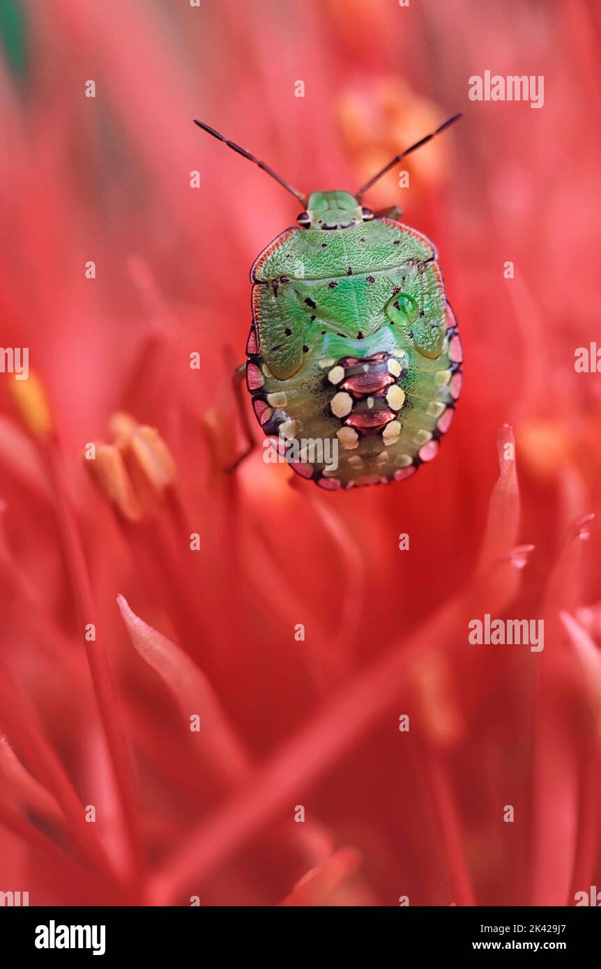 Southern green stink bug (Nezara viridula) on flower. Fifth instar ...