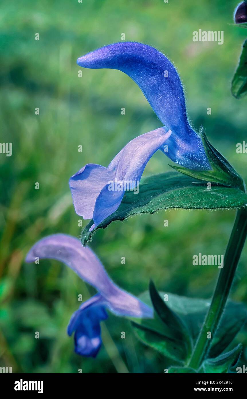 Cv lavander lady hi-res stock photography and images - Alamy