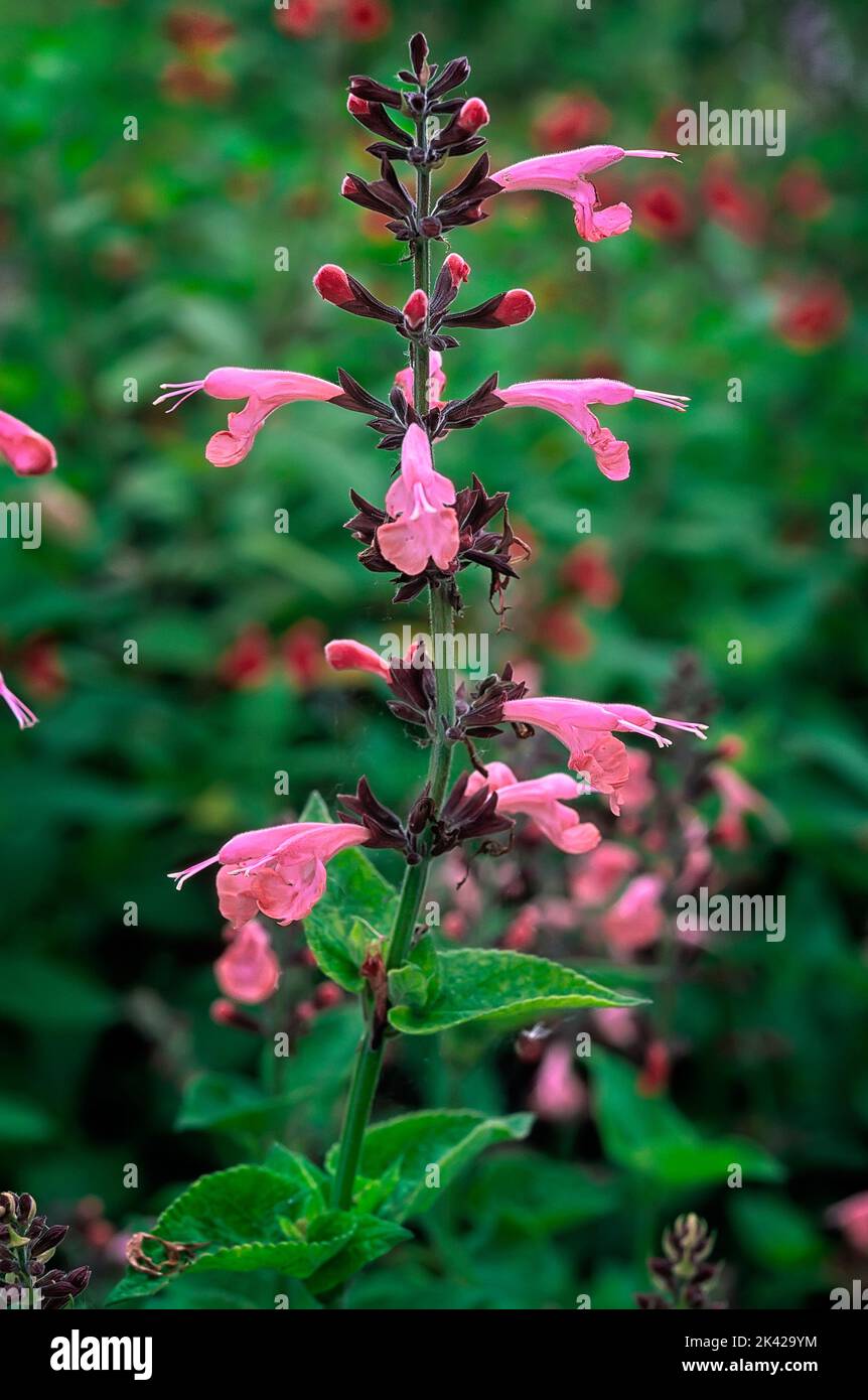 Salvia coccinea cv. Coconut Ice; Lamiaceae; ornamental sage; perennial ...
