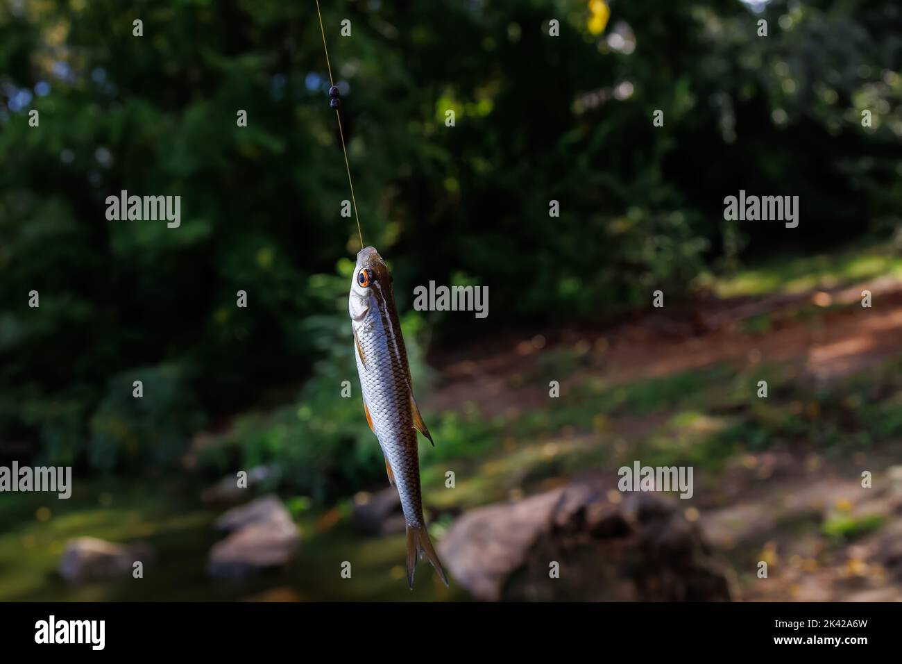 Little fish on a hook hi-res stock photography and images - Alamy