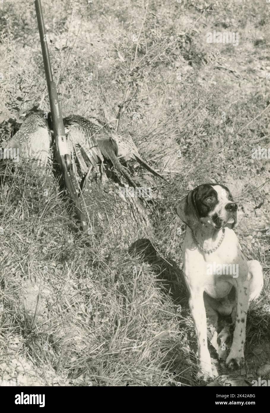 1960s hunting hi-res stock photography and images - Alamy