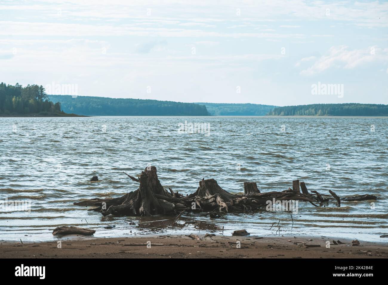 Dead dry snags and trees in the lake. Ecological problems and ...