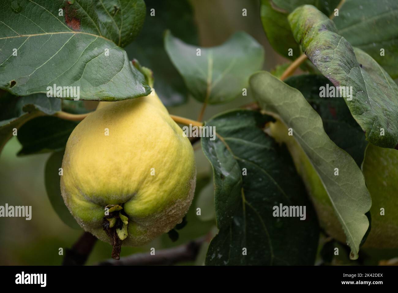 Close up view of ripe quince on the tree, agricultural harvest concept ...