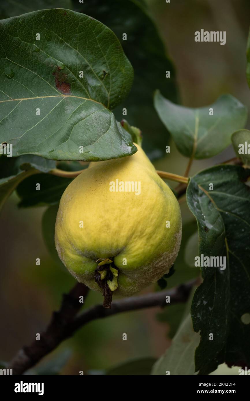 Close up view of ripe quince on the tree, agricultural harvest concept ...
