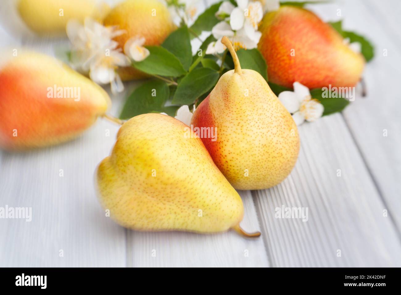 Jasmine flower and studio hi-res stock photography and images - Alamy