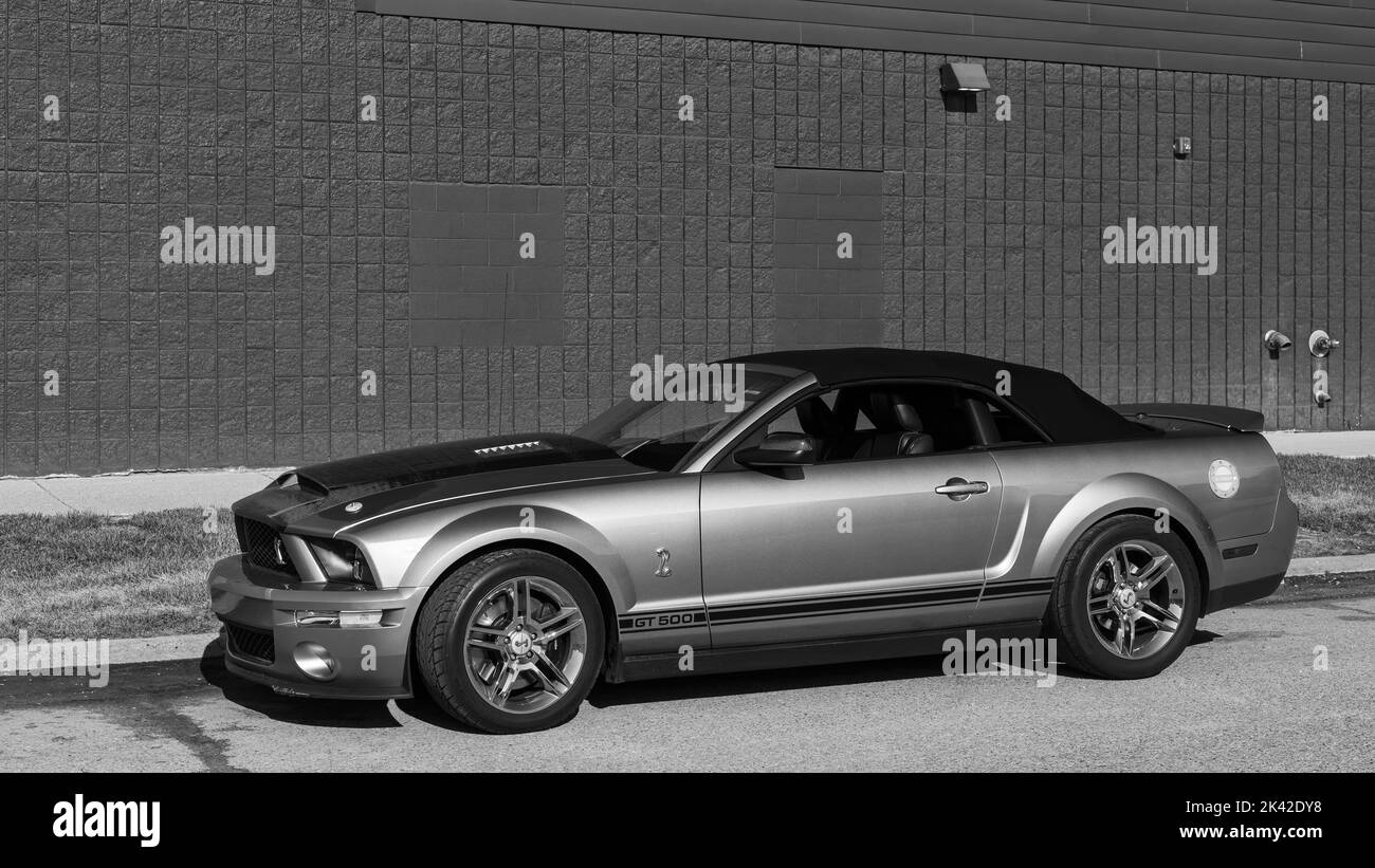 FERNDALE, MI/USA - AUGUST 17, 2019: A 2007 Shelby GT500 Super Snake car ...