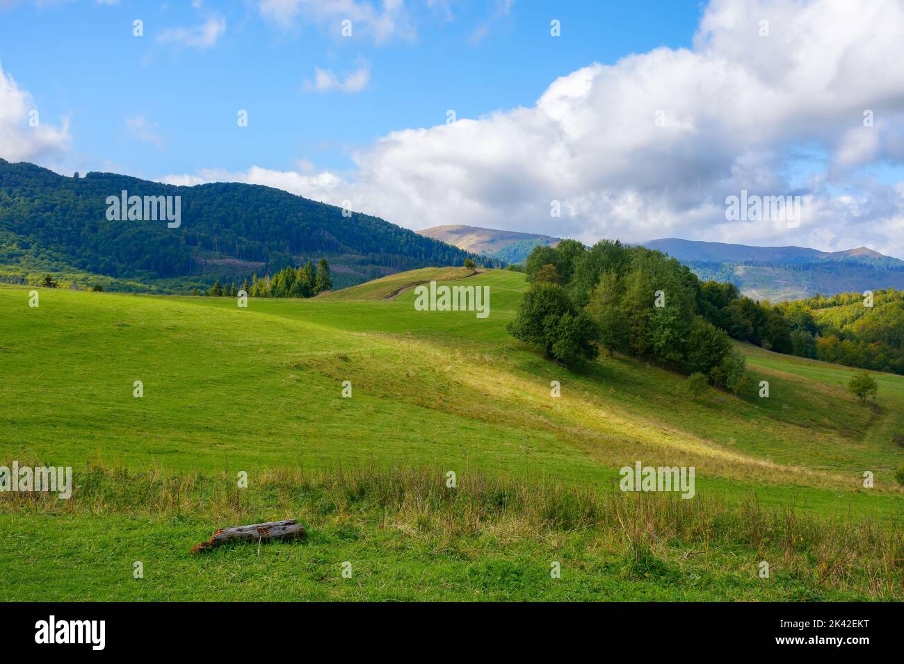mountainous countryside scenery in early autumn. grassy rolling hills ...