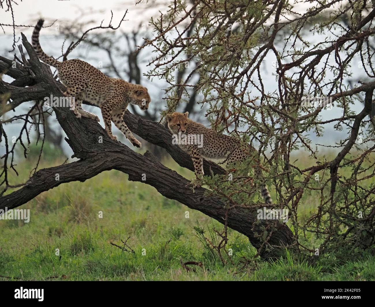 two young exploring sibling Cheetah cubs (Acinonyx jubatus) climbing ...
