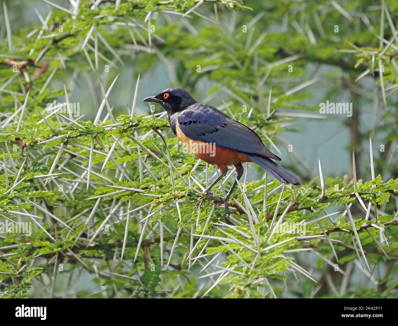 Perched in acacia thorn tree hi-res stock photography and images - Alamy