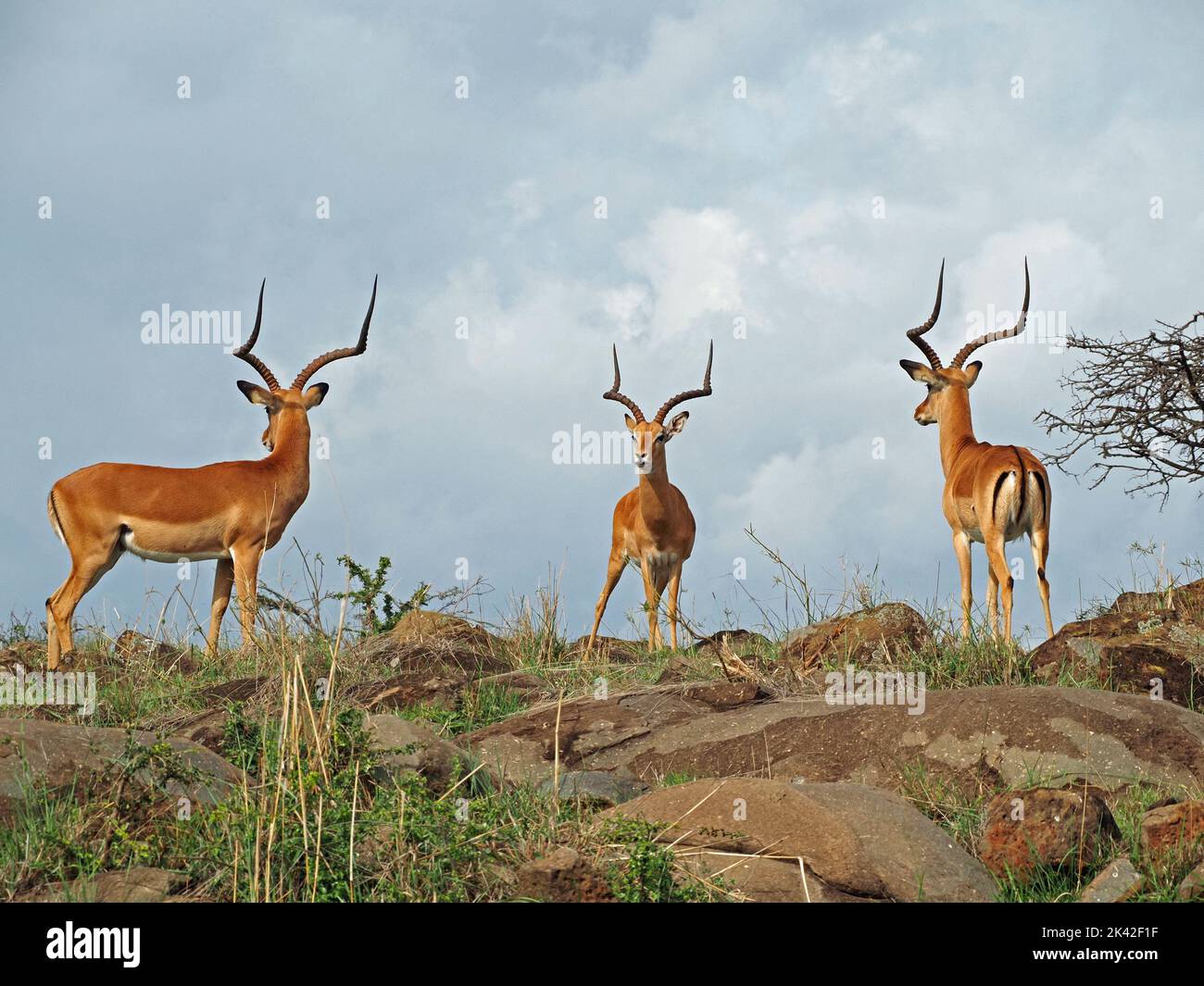 3 bachelor male Impala buck antelopes (Aepyceros melampus) with fine ...