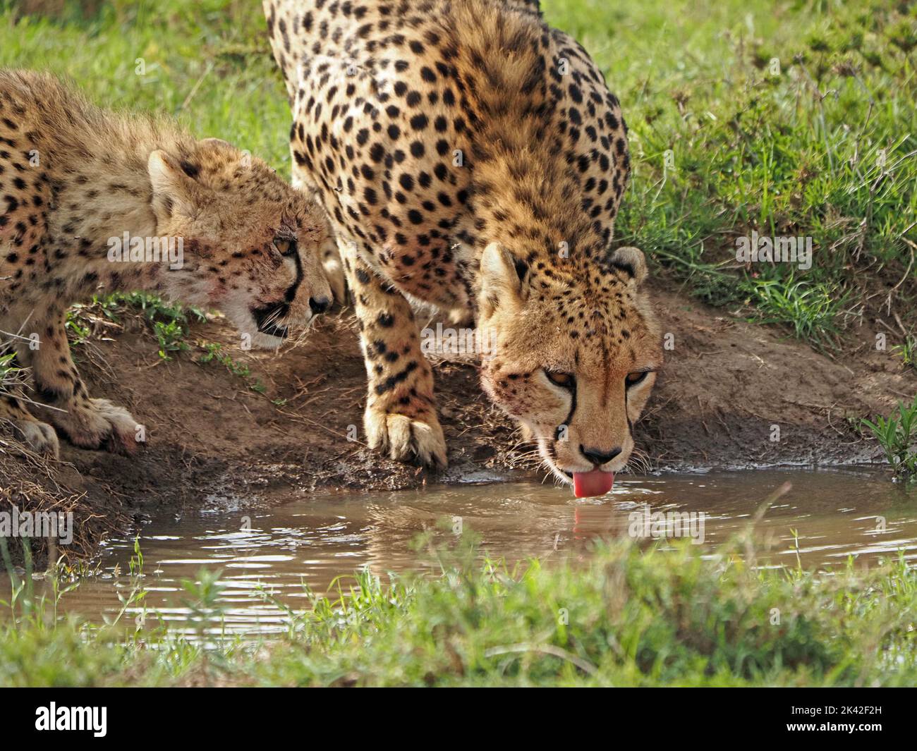 two young sibling Cheetahs (Acinonyx jubatus) drinking at water pool in ...