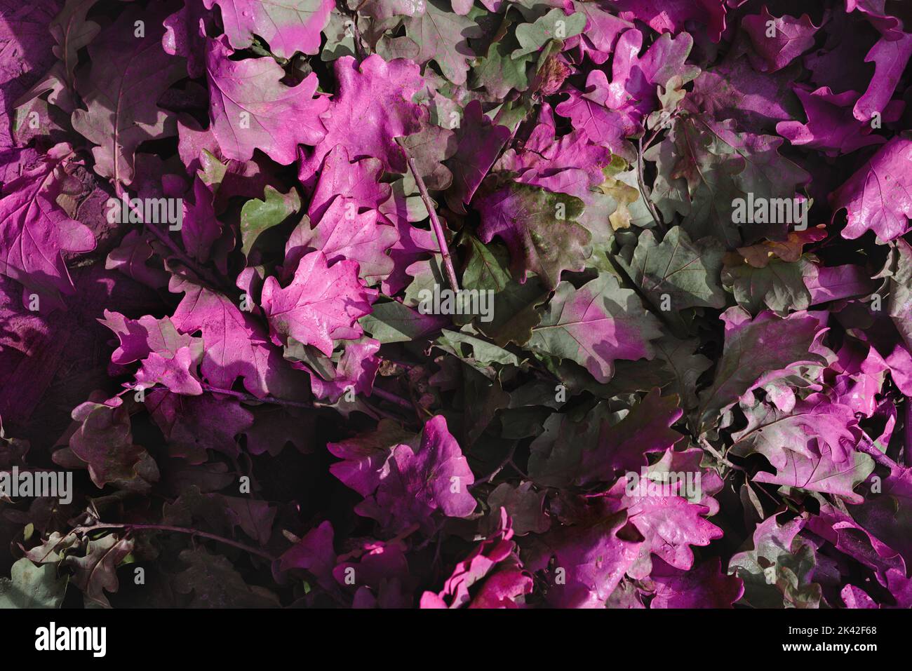 Oak green branch and leaves creatively painted with spray paint by the ...