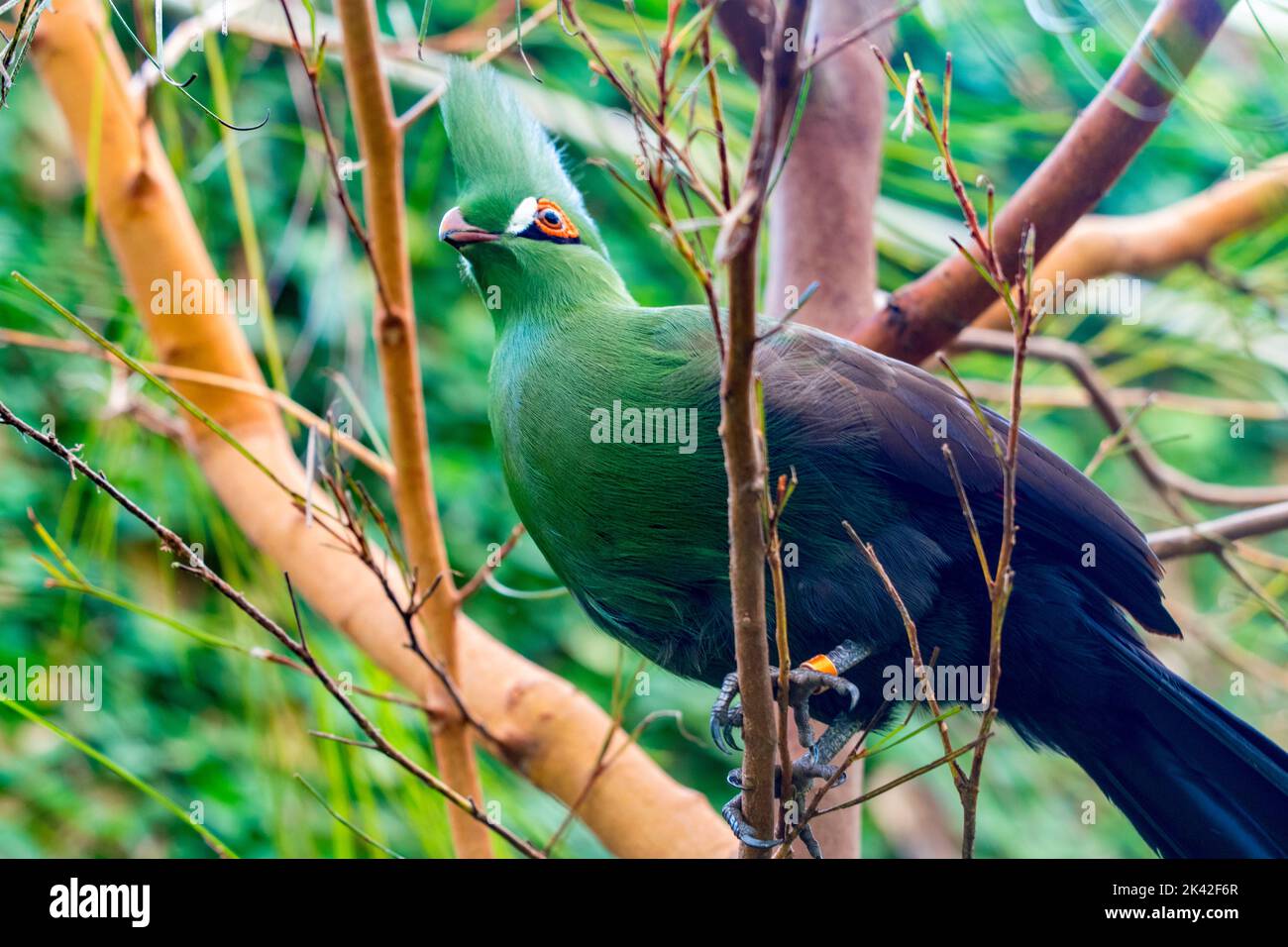 Guinea turaco - Tauraco persa Stock Photo - Alamy