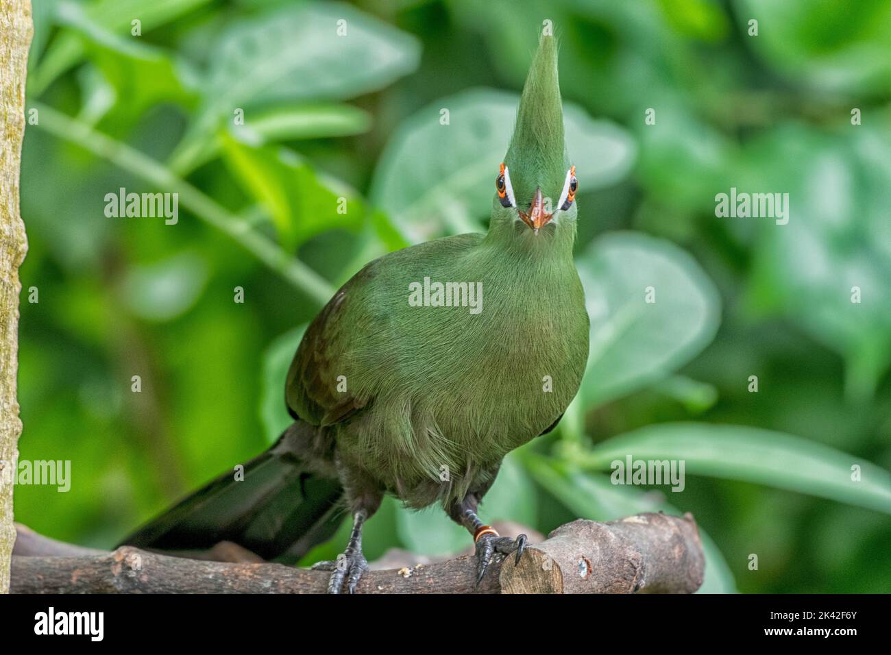 Guinea turaco tauraco persa hi-res stock photography and images - Alamy