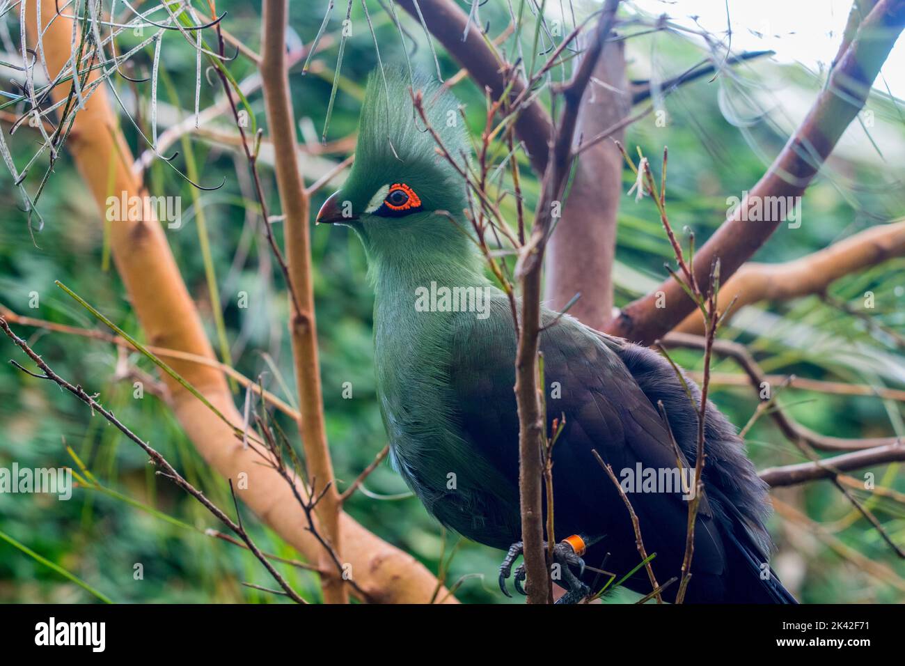 Guinea turaco - Tauraco persa Stock Photo - Alamy