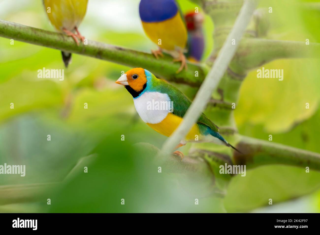 Gouldian finch - the Lady Gouldian finch, Gould's finch or the rainbow ...