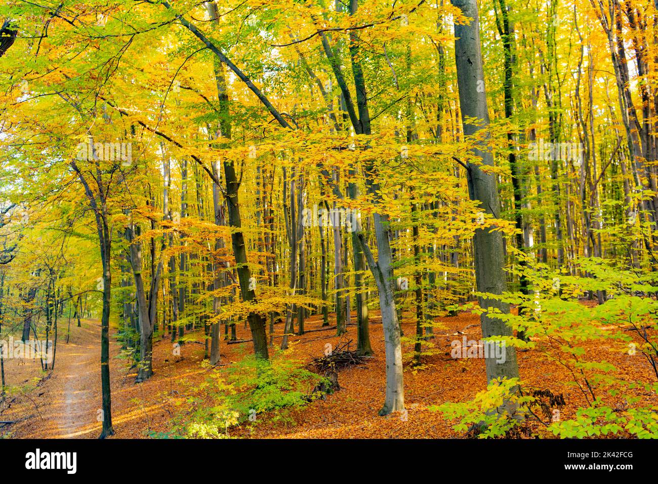 nature of autumn forest. forest nature in autumn season. seasonal ...