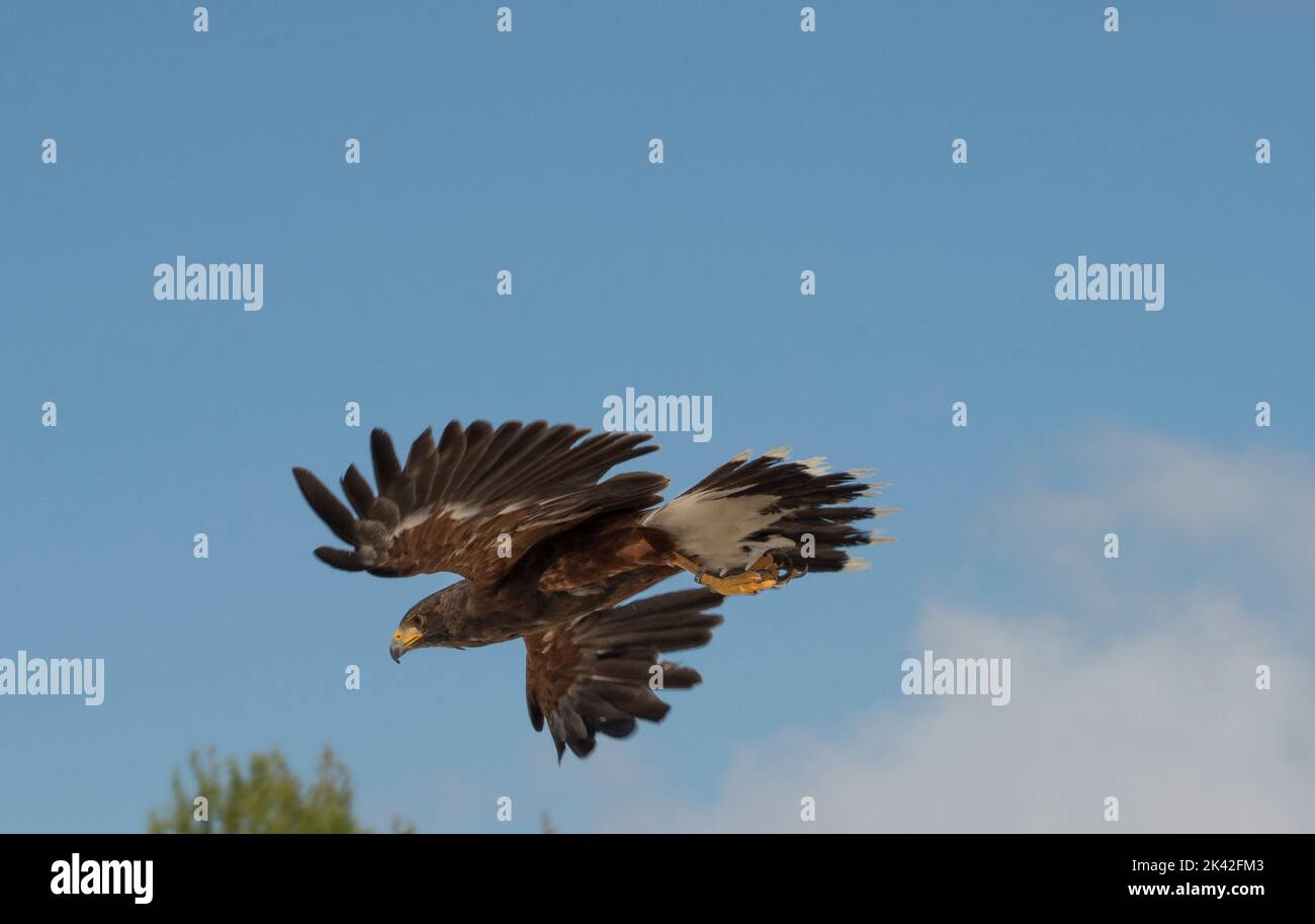 Fury birds hi-res stock photography and images - Alamy