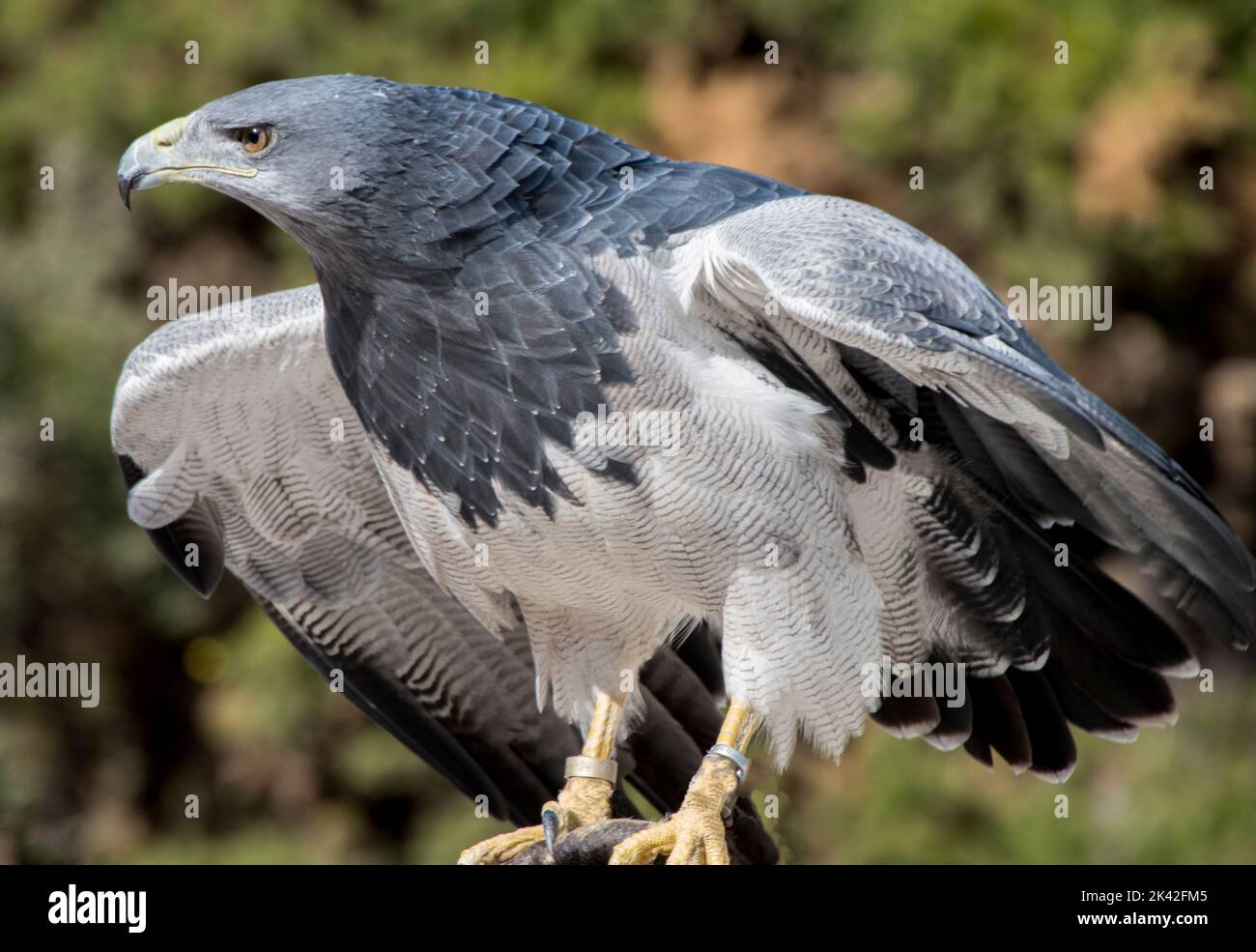 Chilean blue eagle hi-res stock photography and images - Alamy