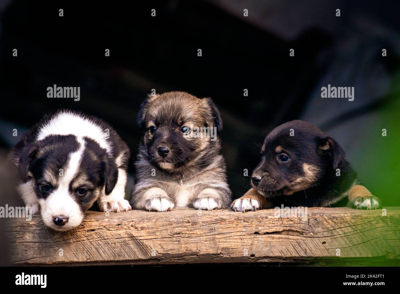 Stray small dog puppy street rural Сute, wooden dog house, cage black ...